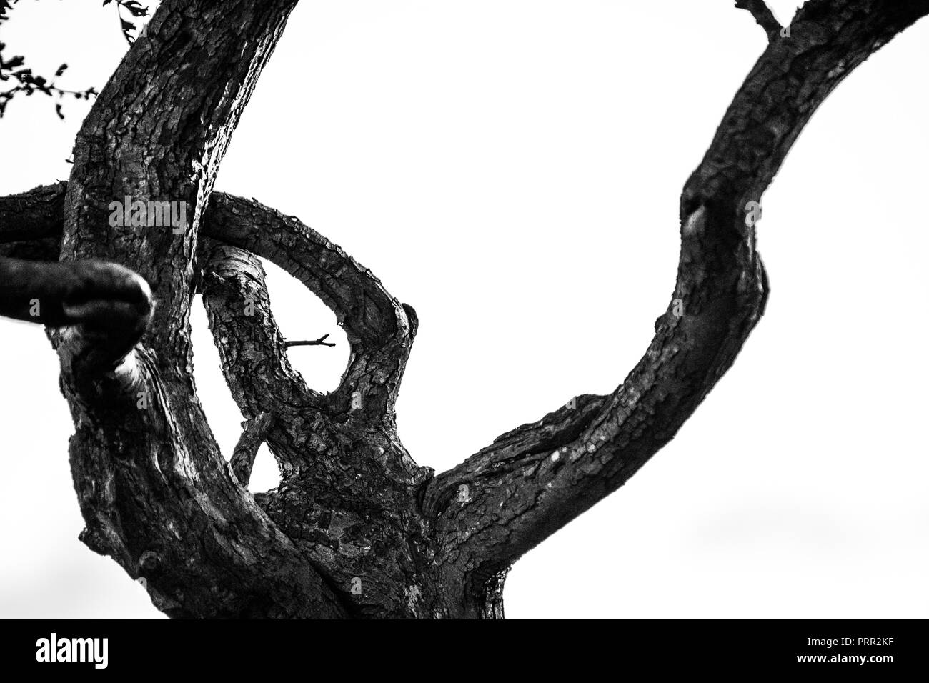 Colours yellow green Black and White Stock Photos & Images - Alamy