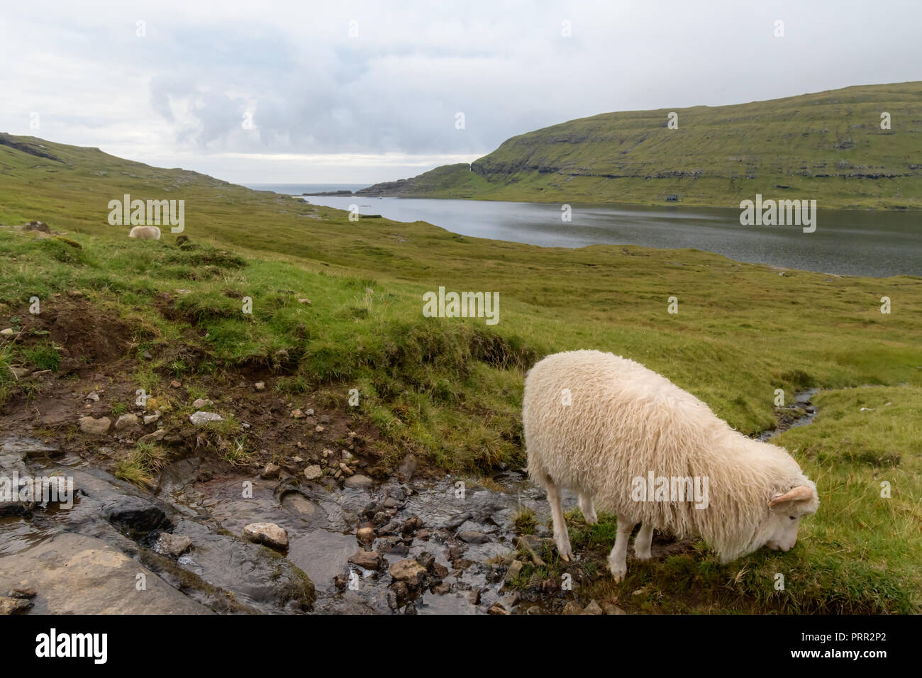 Faroese Sheep near lake Sorvagsvatn Stock Photo - Alamy