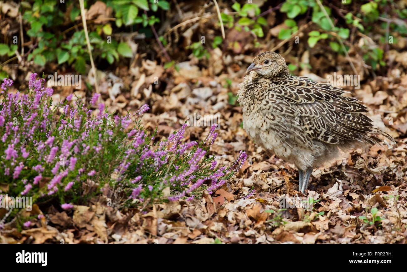 Baby Partridge