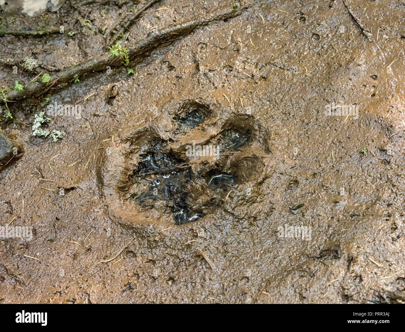 The trail of a great tiger in the mud. The trail of a great tiger in ...