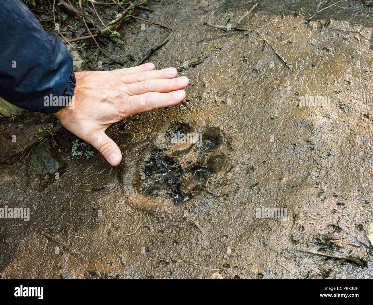 The trail of a great tiger in the mud. The trail of a great tiger in ...