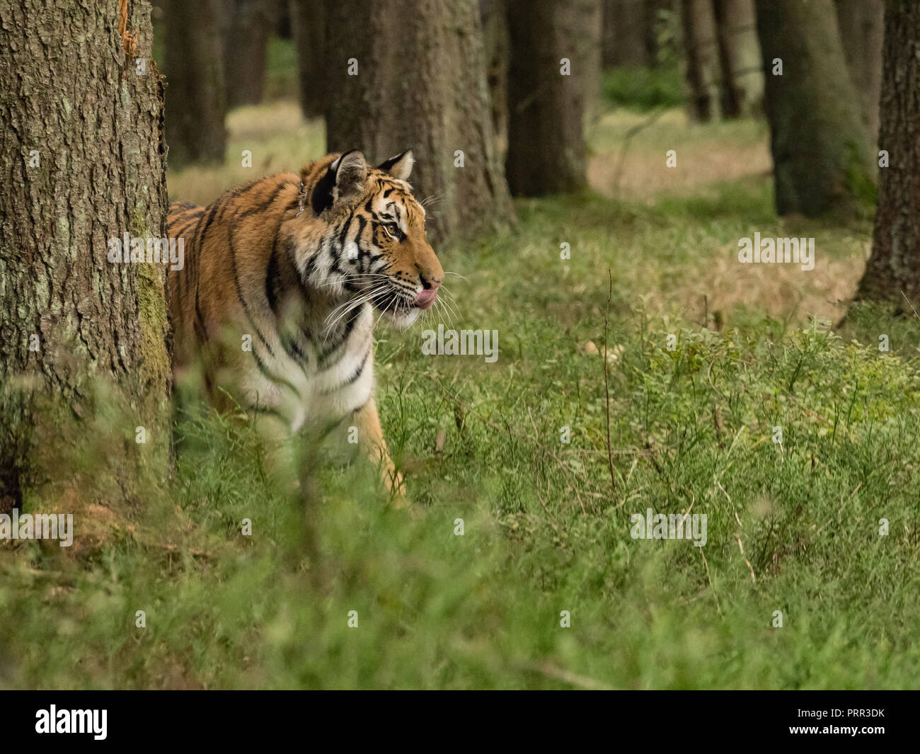 Tiger portrait. Tiger in wild nature. Action wildlife scene, danger ...