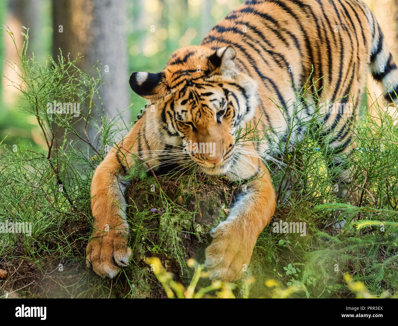 Tiger portrait. A big tiger climbs a tree in a forest. Tiger in wild ...