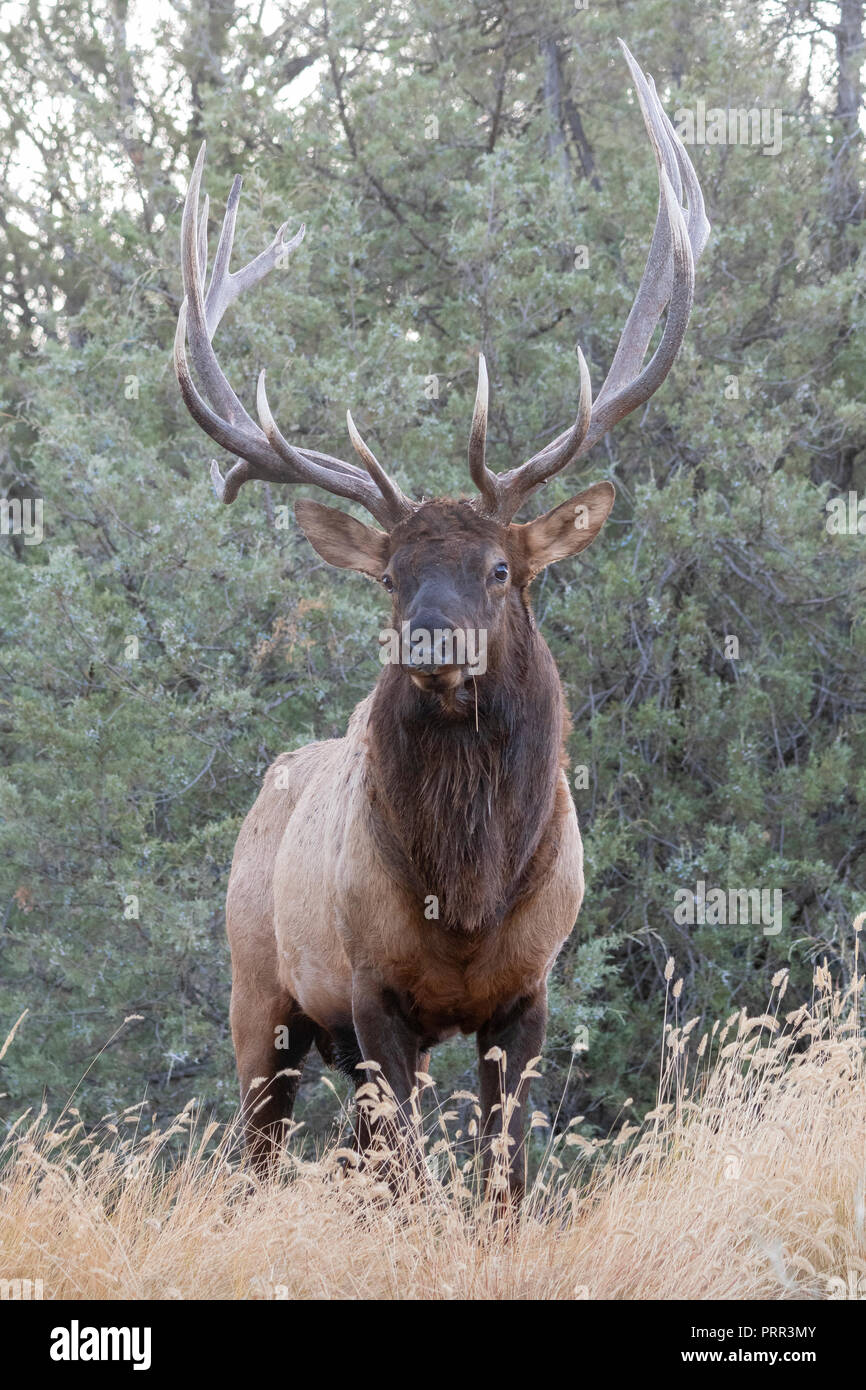 Cervinae High Resolution Stock Photography and Images - Alamy