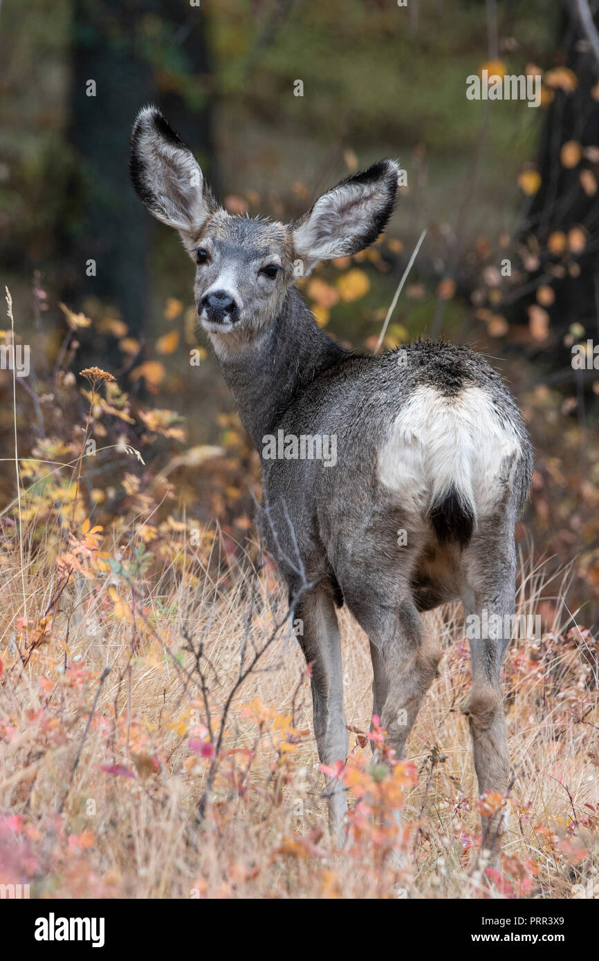 Mule Deer (Odocoileus hemionus) Fawn, North America Stock Photo - Alamy
