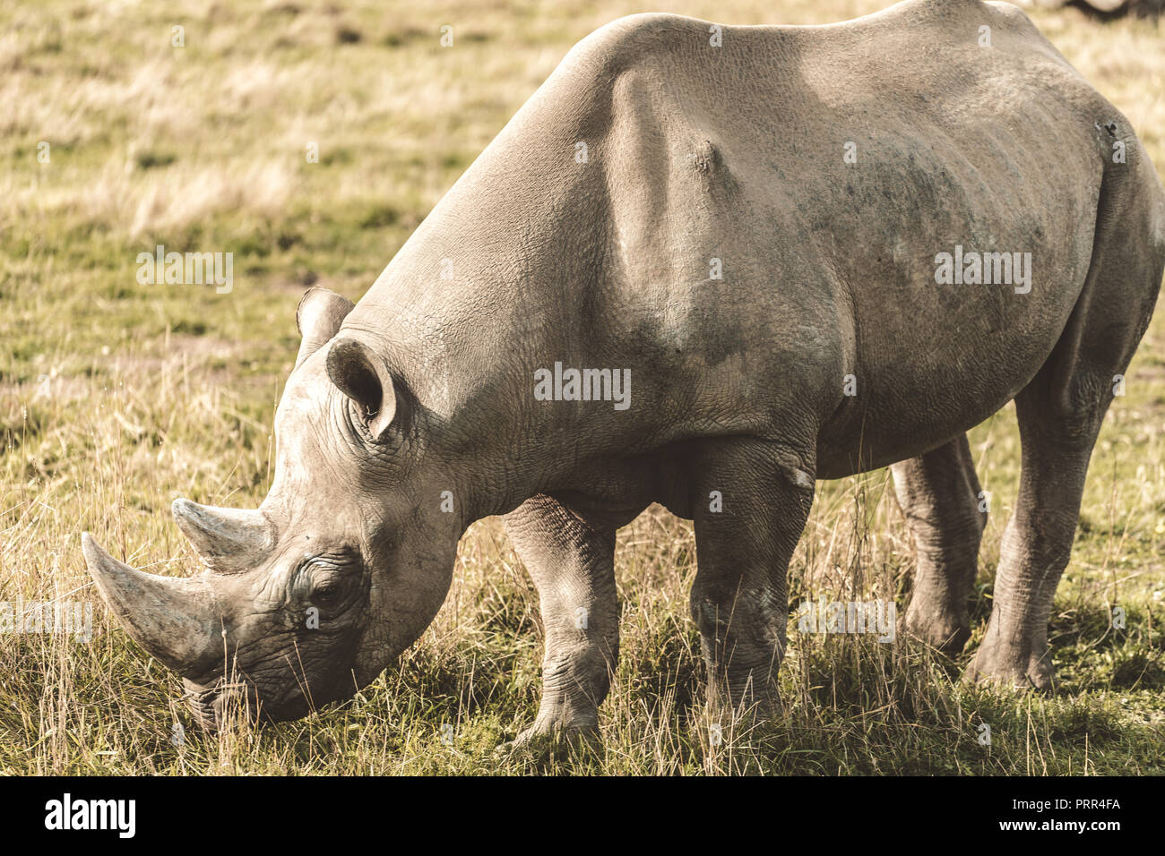 Heavy rhino hi-res stock photography and images - Alamy