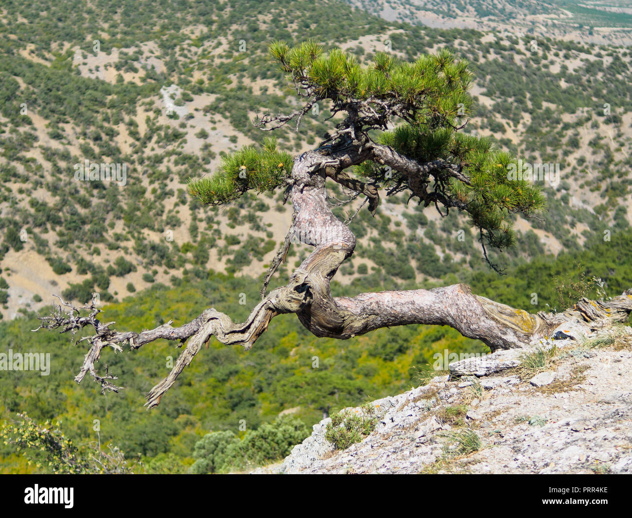 Tree horizon stone rock hi-res stock photography and images - Alamy