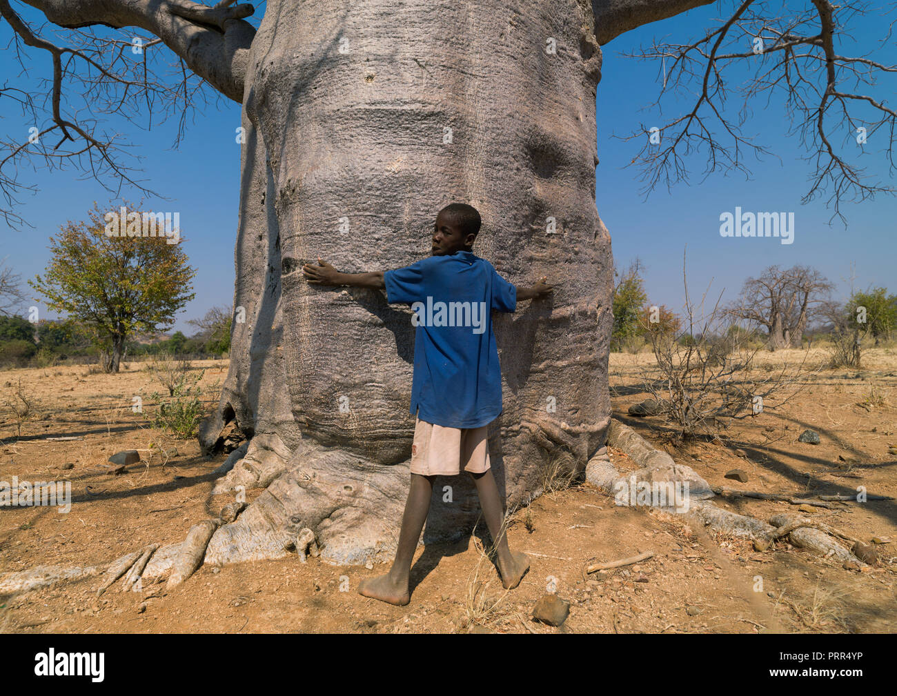 Mudimba tribe boy putting his arms aroud a baobab trunk, Cunene ...