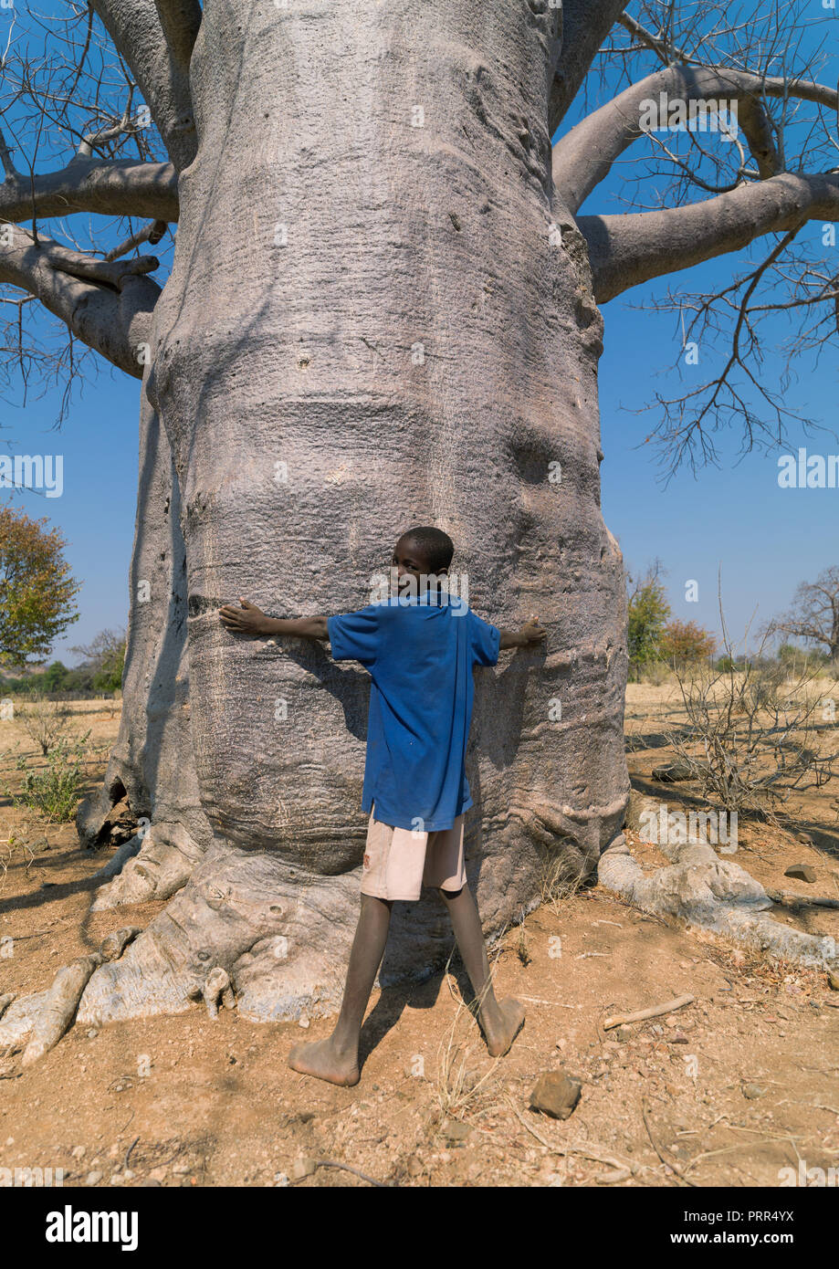 Mudimba tribe boy putting his arms aroud a baobab trunk, Cunene ...