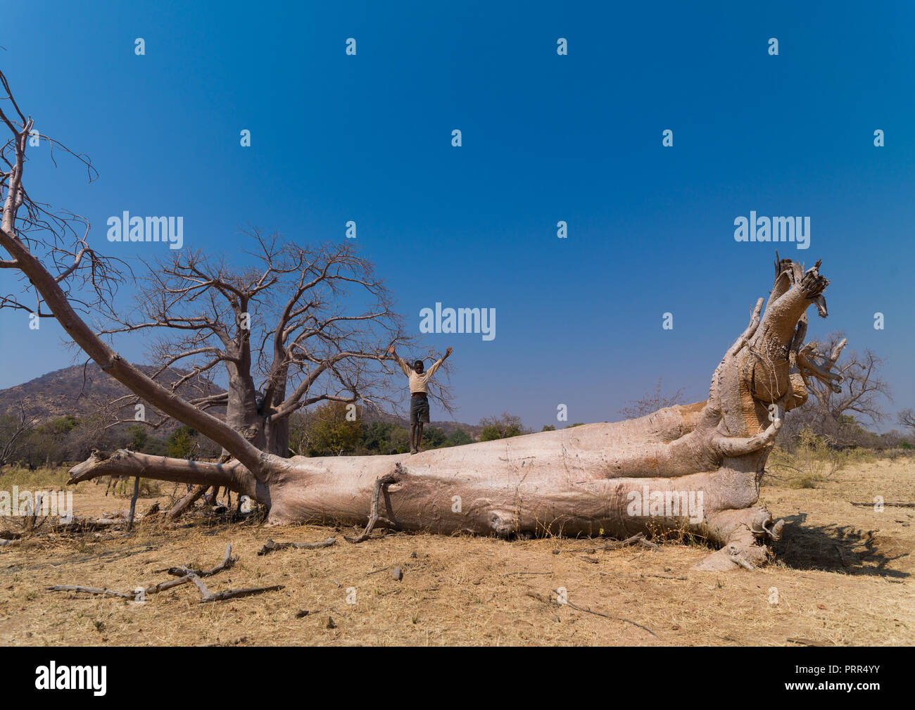Mudimba tribe boy standing on a fallen baobab trunk, Cunene Province ...