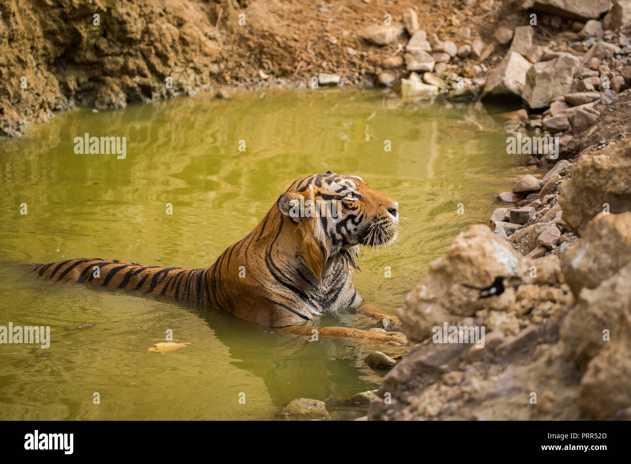 Tiger Cool High Resolution Stock Photography and Images - Alamy