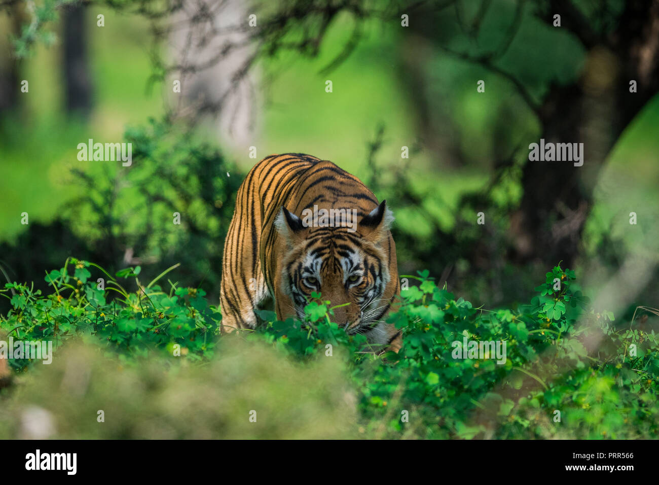 A tigress sighted in monsoon when forest is like green carpet at ...