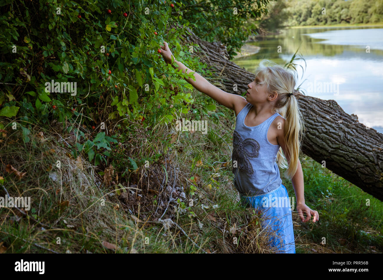 little girl picking briar fruit in the nature Stock Photo - Alamy