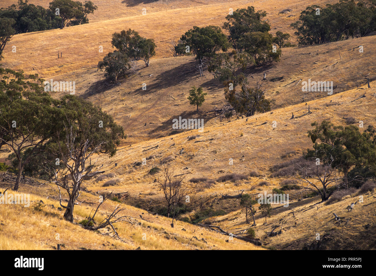 Dry countryside out in Cowra shire, Central West New south wales ...