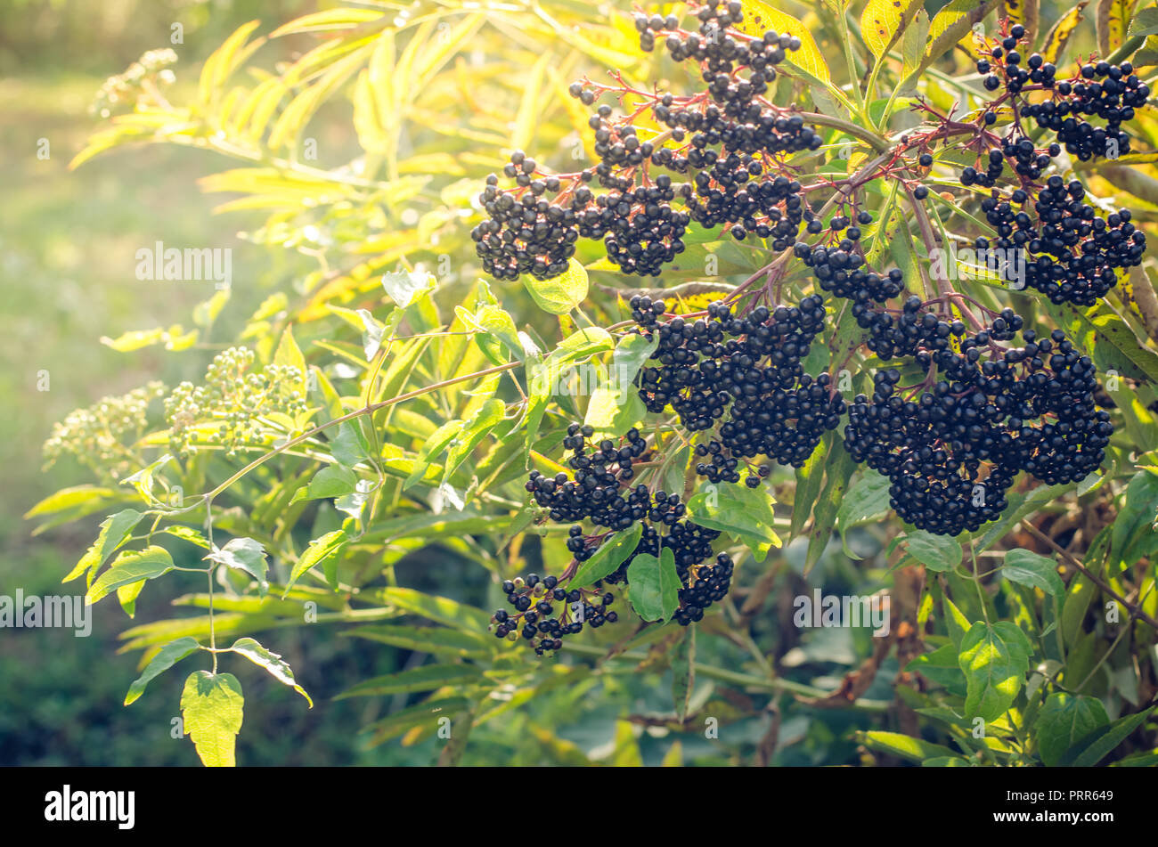 healthy ripe black elderberries cluster Stock Photo - Alamy