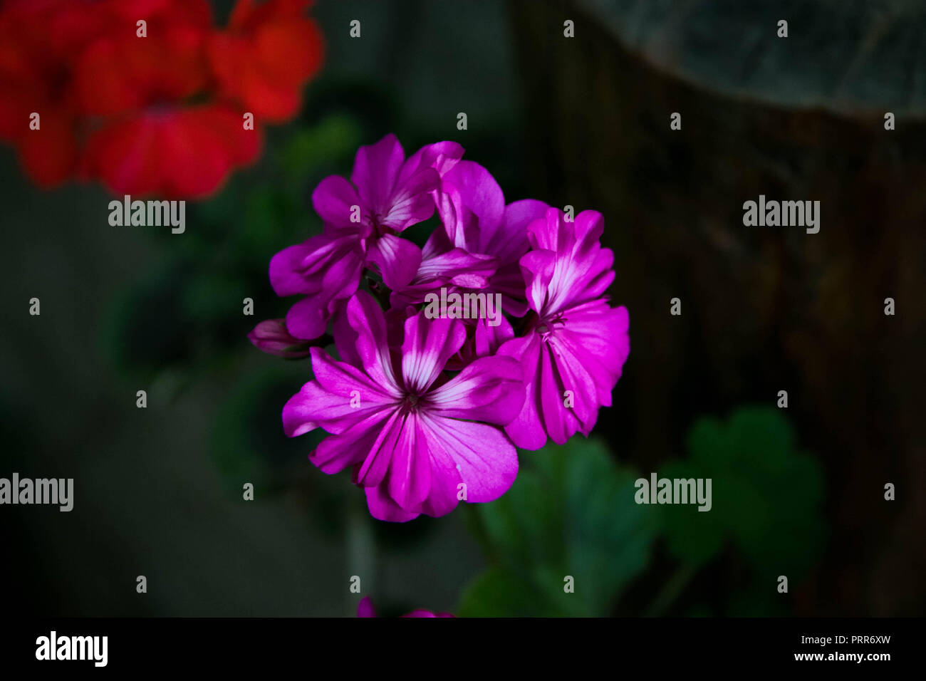Singular flower bloom hi-res stock photography and images - Alamy