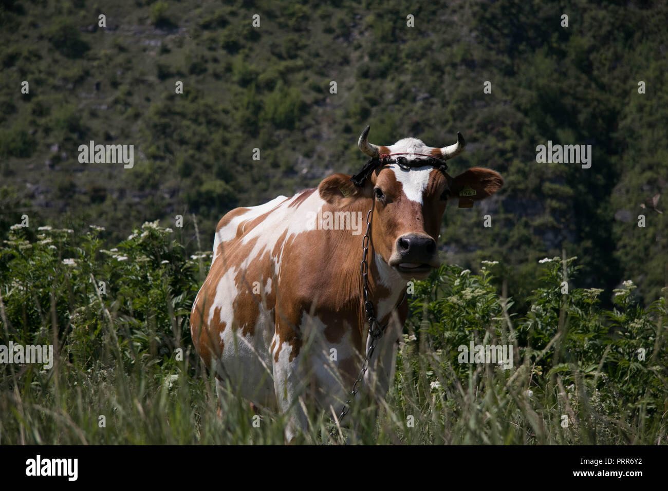 Farm Moldova High Resolution Stock Photography and Images - Alamy