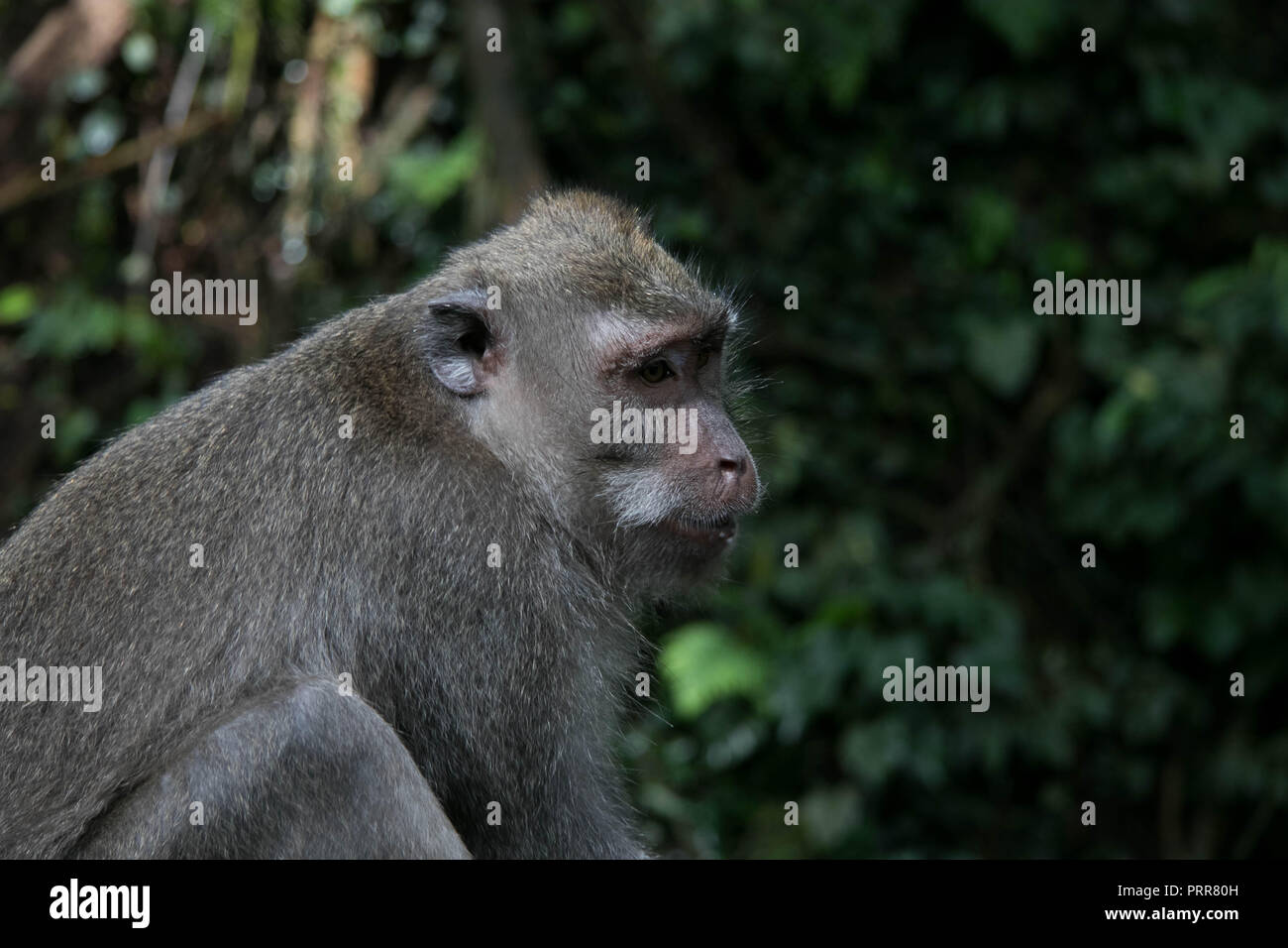 Scared monkey hi-res stock photography and images - Alamy