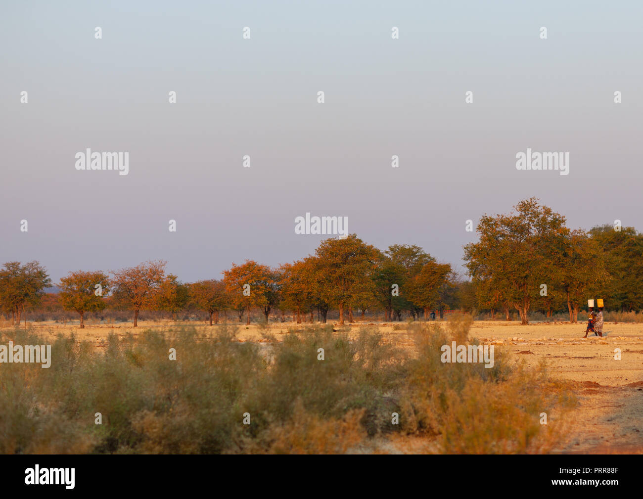 Scenic view of the bush, Cunene Province, Oncocua, Angola Stock Photo ...