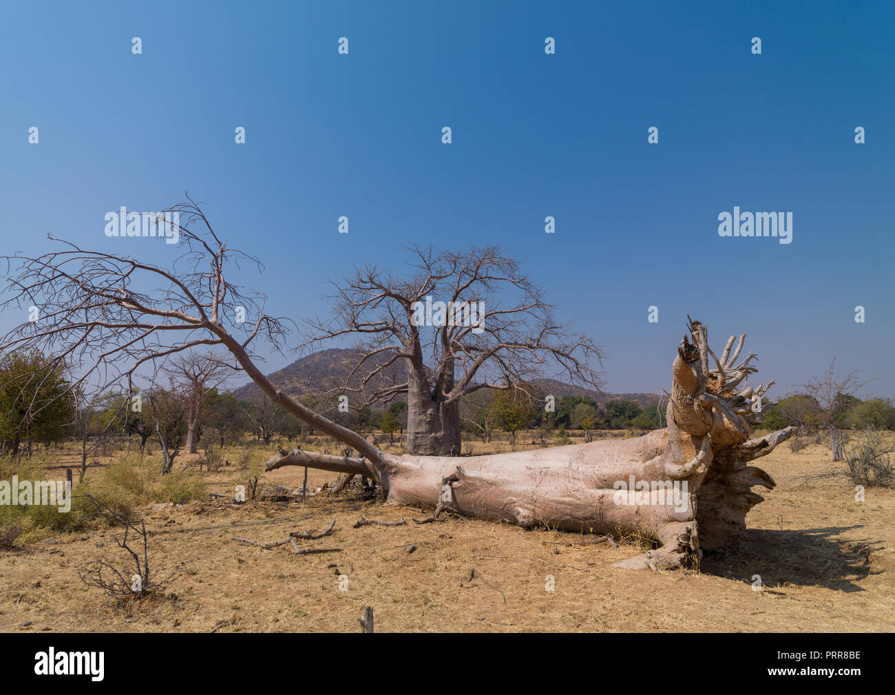 Fallen baobab trunk, Cunene Province, Kuroca, Angola Stock Photo - Alamy