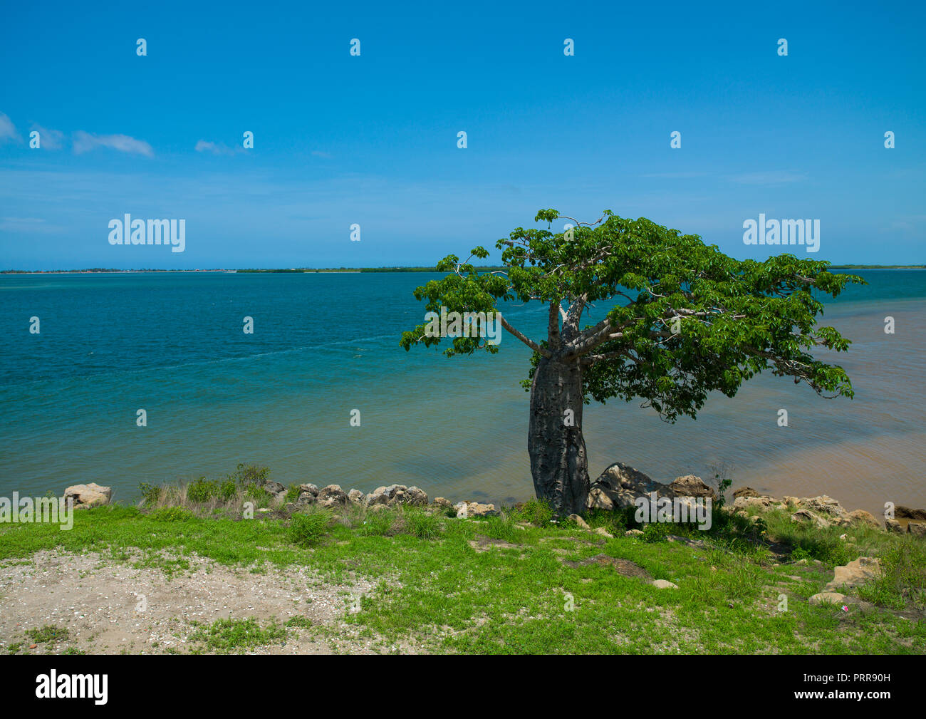 Tree on the seaside, Luanda Province, Samba, Angola Stock Photo - Alamy