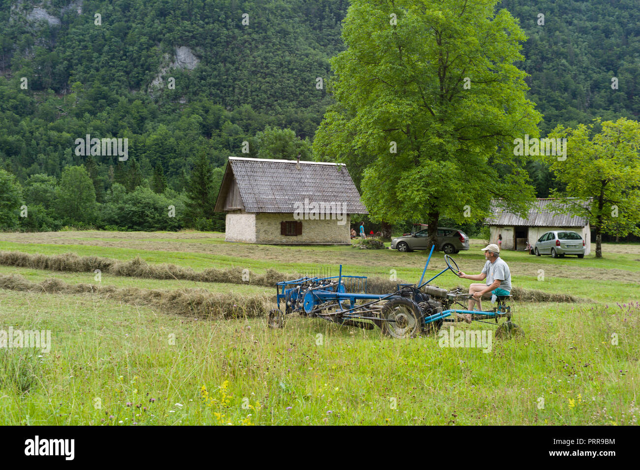 Hay Making in a traditional wildflower meadow after cutting Voje valley ...