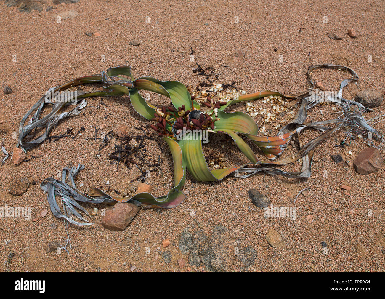 Welwitschia mirabilis plant in the desert, Namibe Province, Virei ...