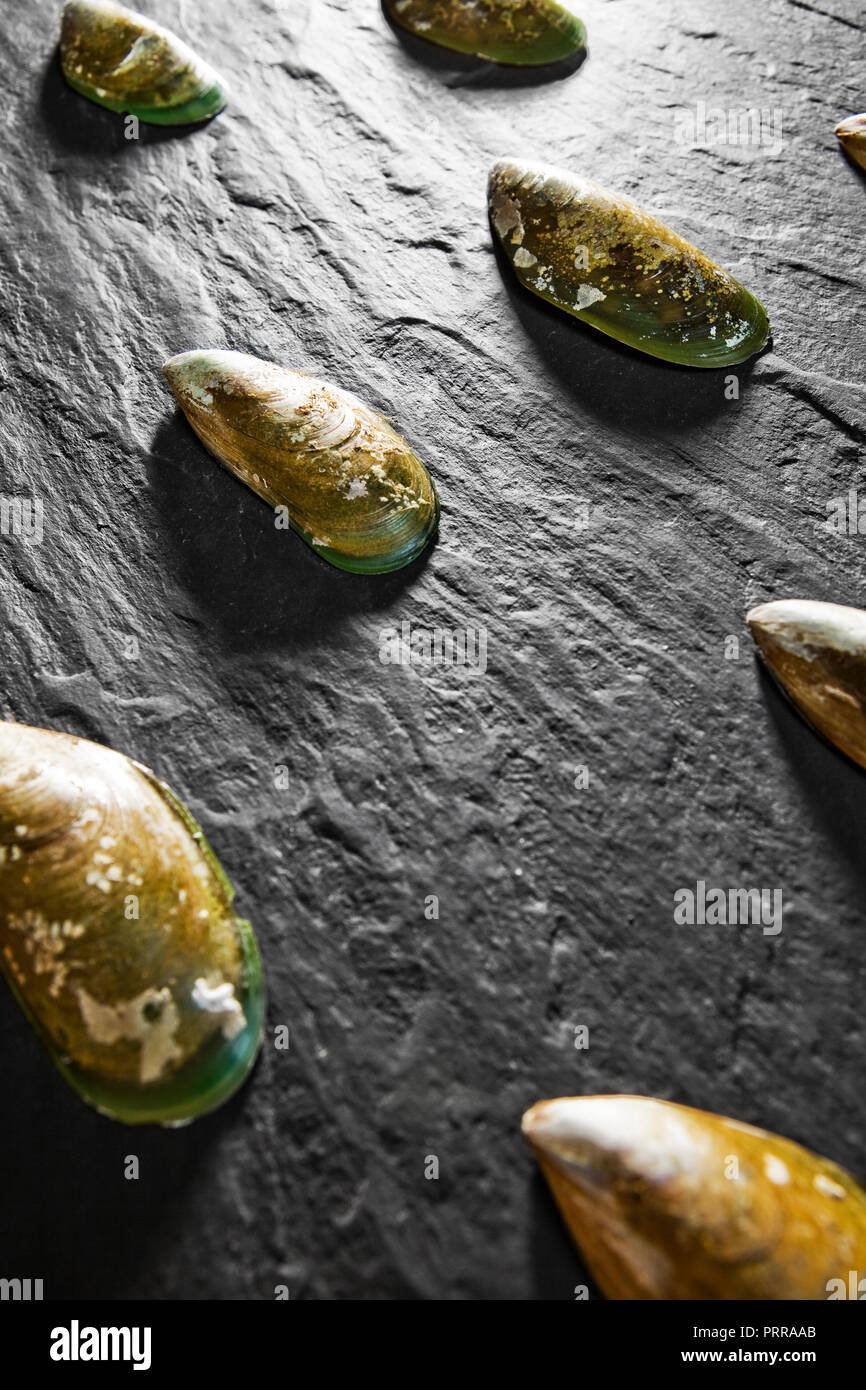 Calm shells background on the stone table. Free space for text . Top ...