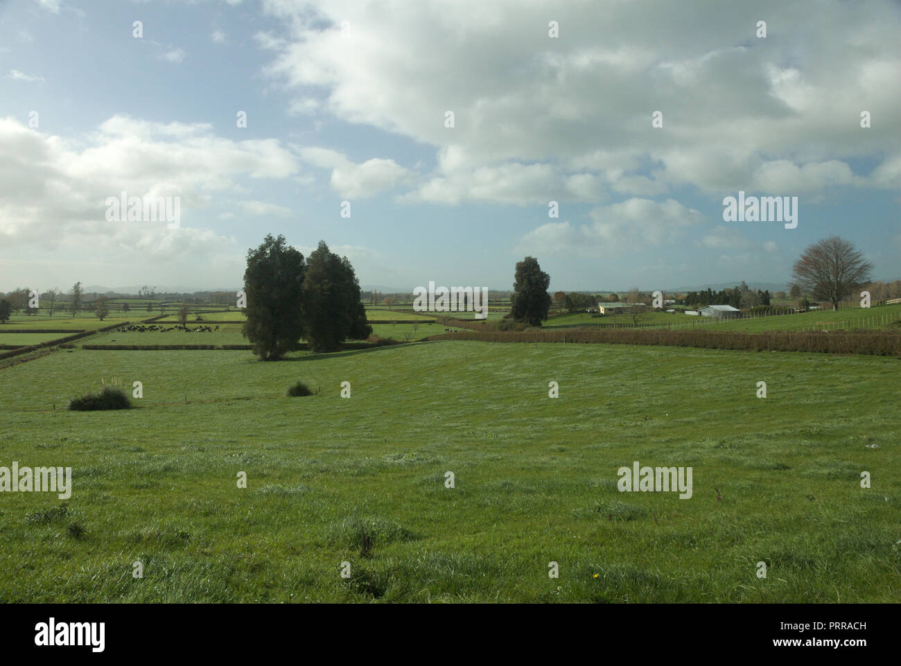 Green farmlands of Waikato, North Island, New Zealand Stock Photo - Alamy