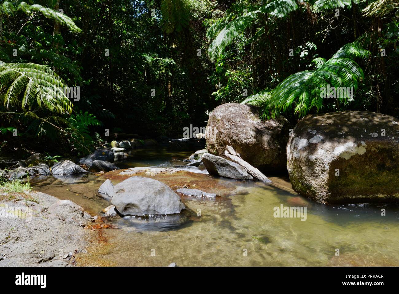 A small clear tropical stream, Wooroonooran National Park, Queensland ...