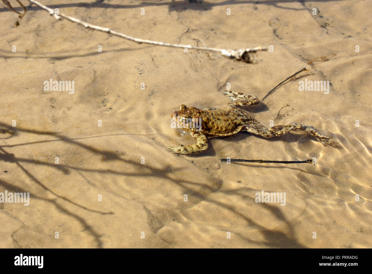Bufo toad in spring ( brown common toad ) in a river. The toad stands ...