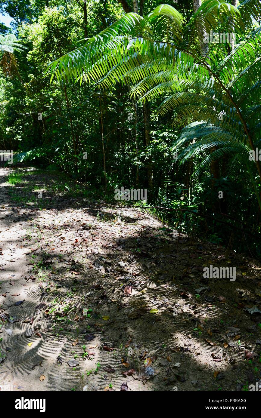 A giant tree fern Angiopteris evecta growing near a road, South ...