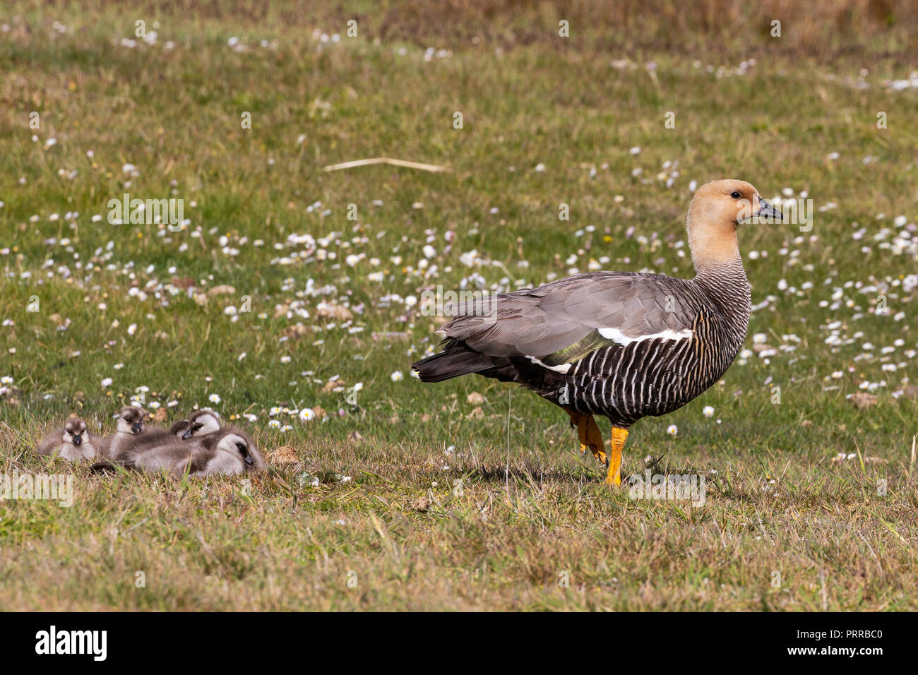Adult female upland goose with goslings, Chloephaga picta, Gypsy Cove ...