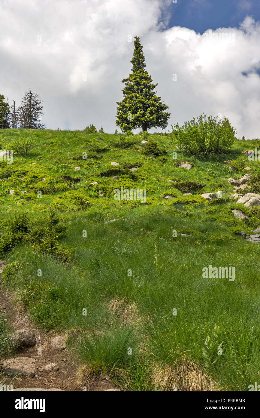Amazing Landscape with green hills at Vitosha Mountain, Sofia City ...