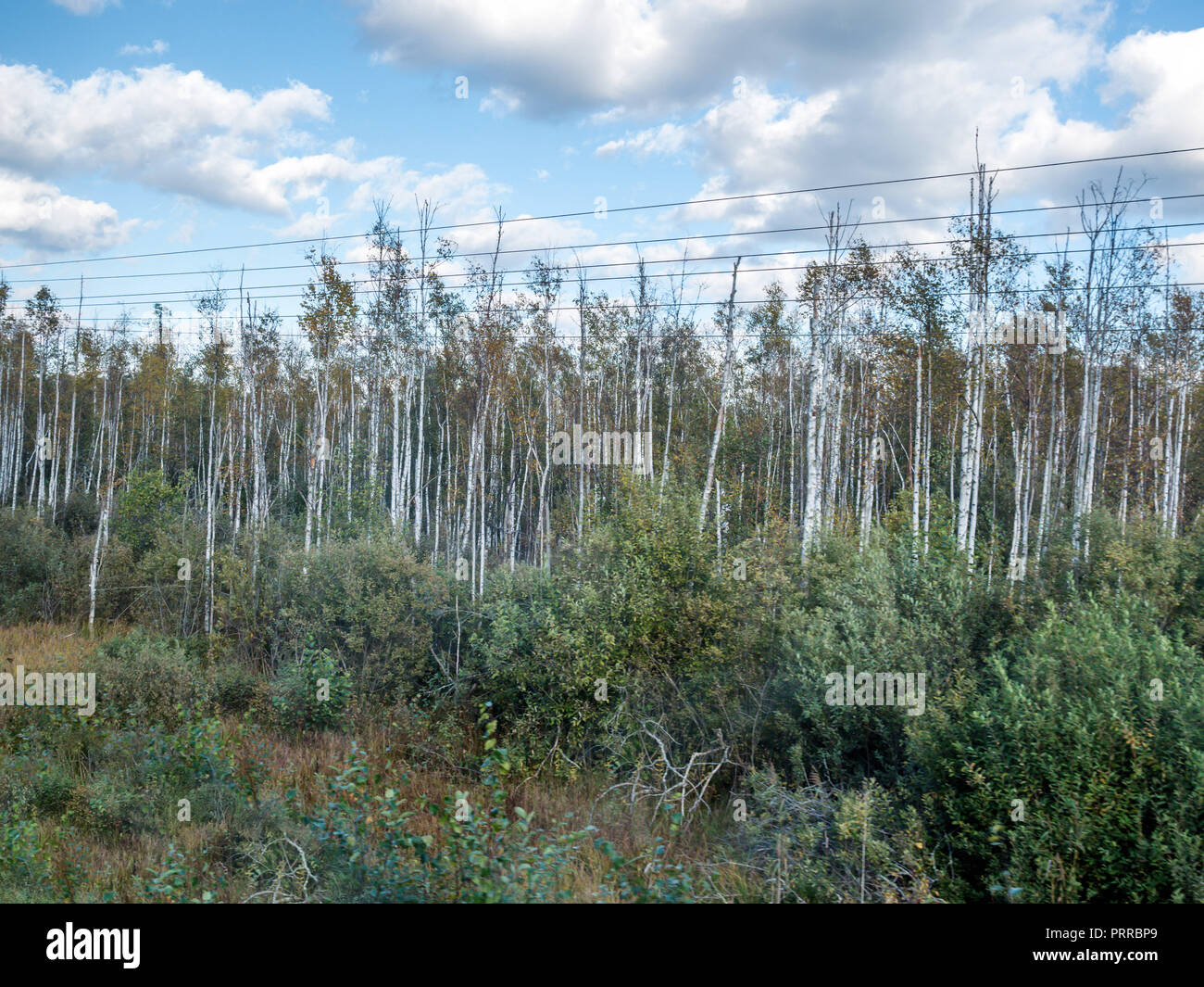 Sunny day view of lithuanian countryside through train window traveling ...