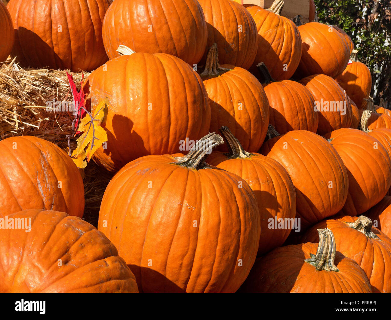 Pumpkins collection hi-res stock photography and images - Alamy