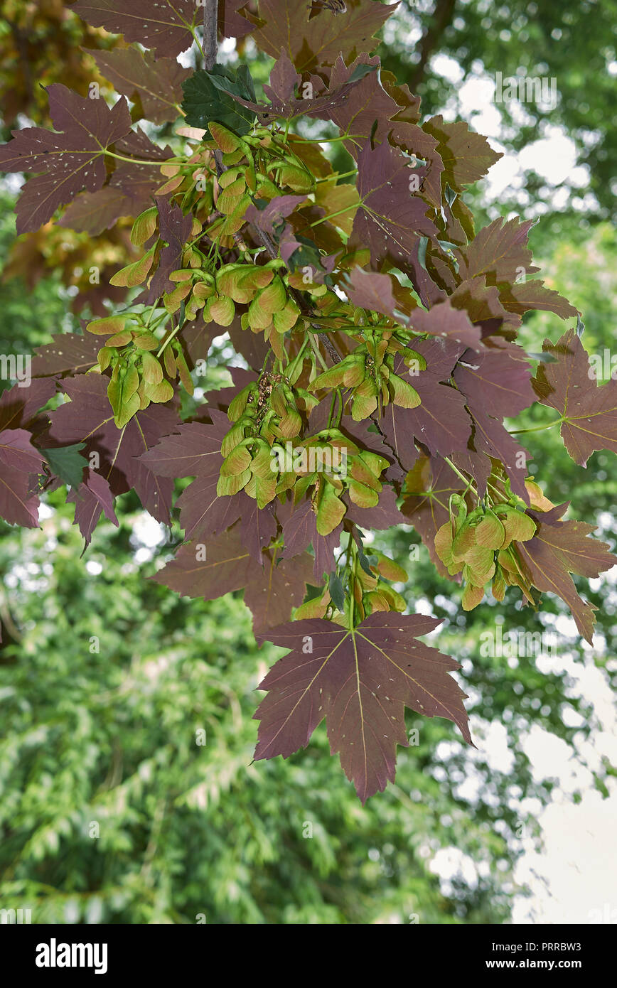 Acer pseudoplatanus atropurpureum Stock Photo - Alamy