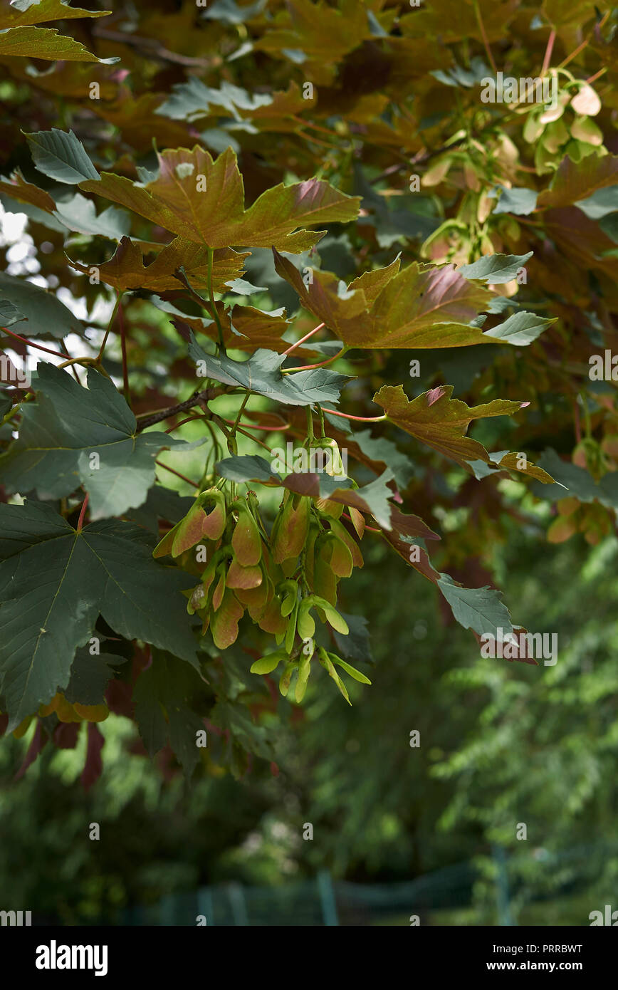 Acer Pseudoplatanus Atropurpureum High Resolution Stock Photography and ...