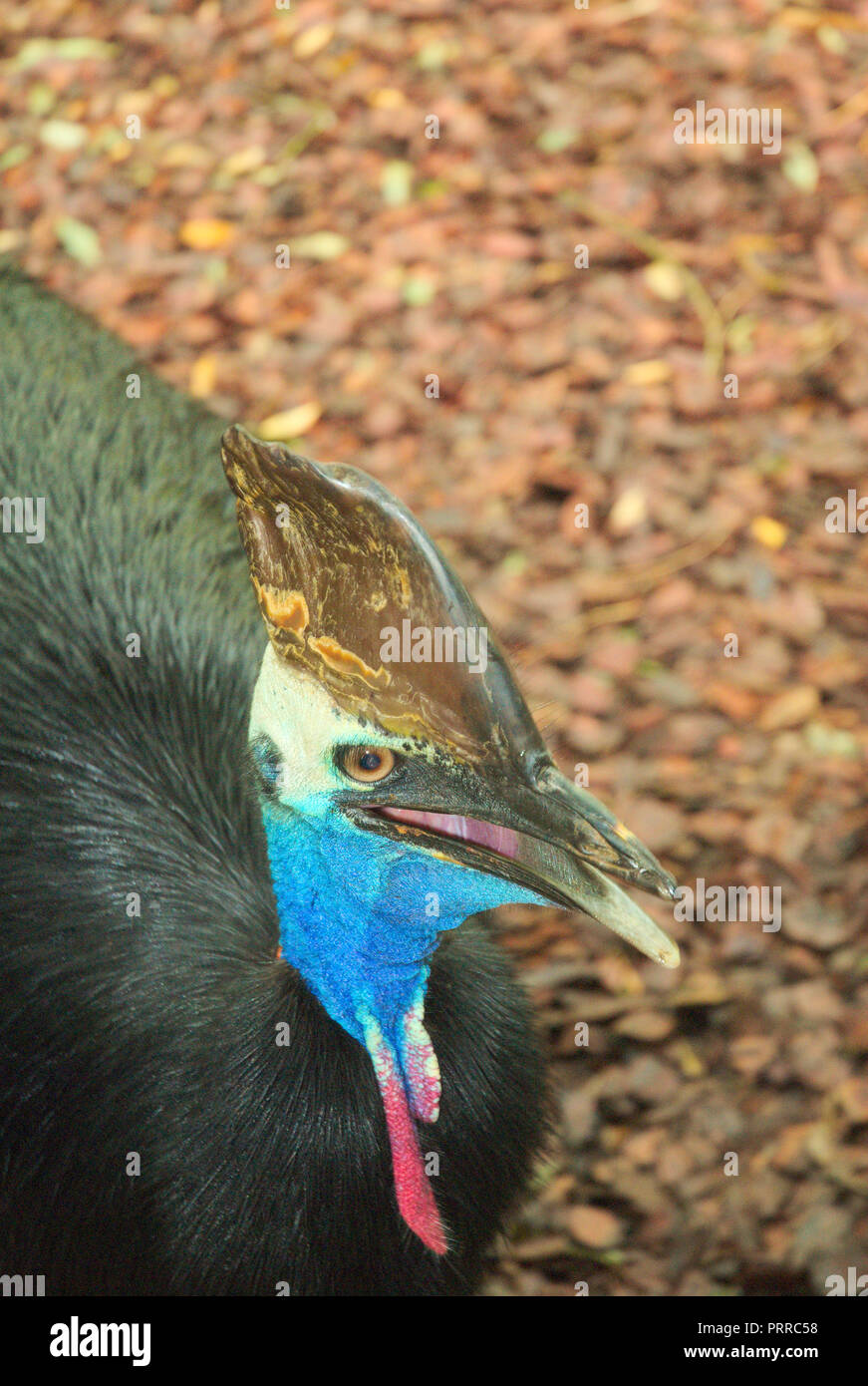 Black and white cassowary hi-res stock photography and images - Alamy