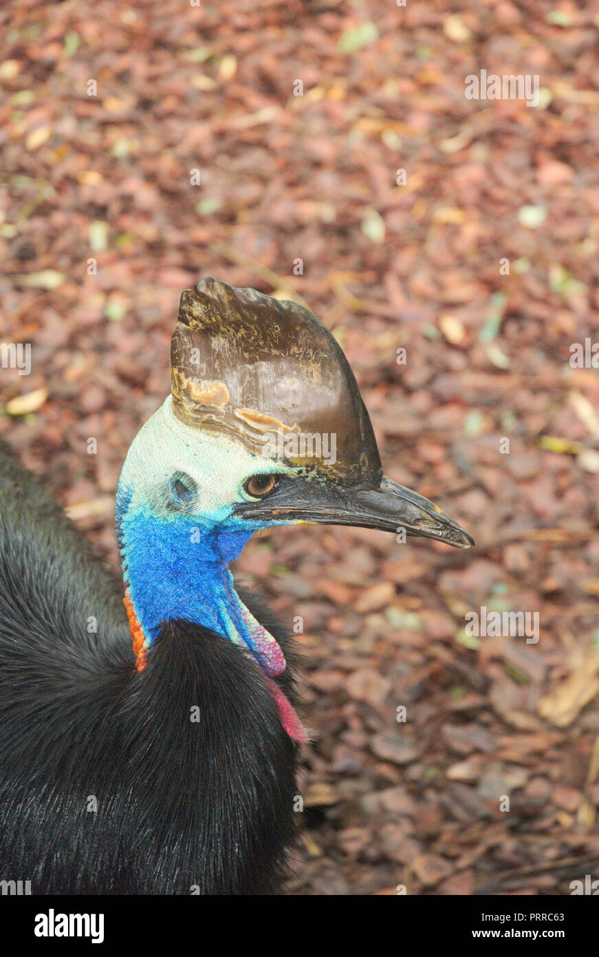 Black and white cassowary hi-res stock photography and images - Alamy