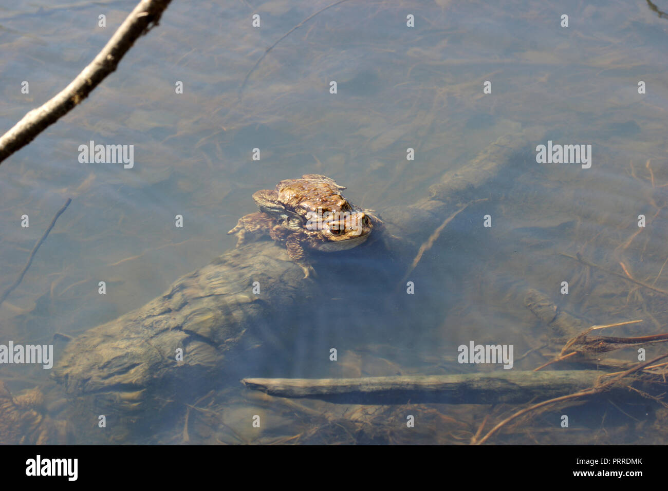 Bufo toads mating in spring ( brown common toad ) in a river, male and ...