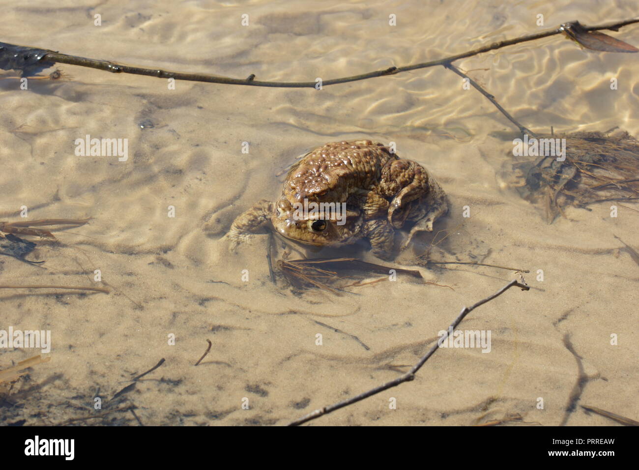 Bufo toads mating in spring ( brown common toad ) in a river, male and ...