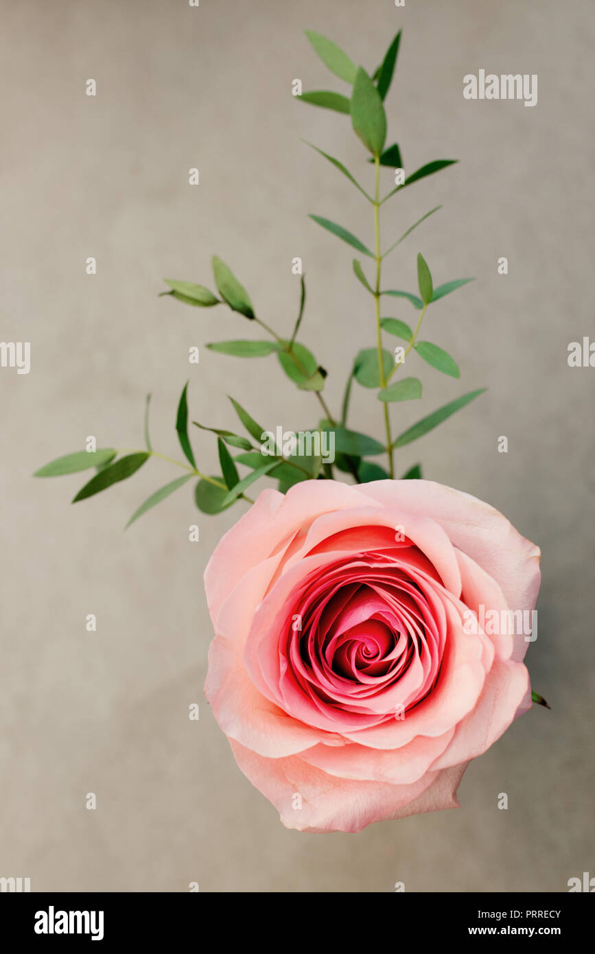 Rose aerial view with space for text Stock Photo - Alamy