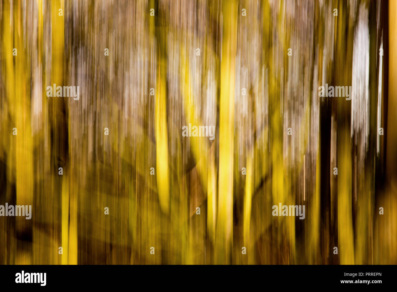 Tree pan abstract art background Stock Photo - Alamy