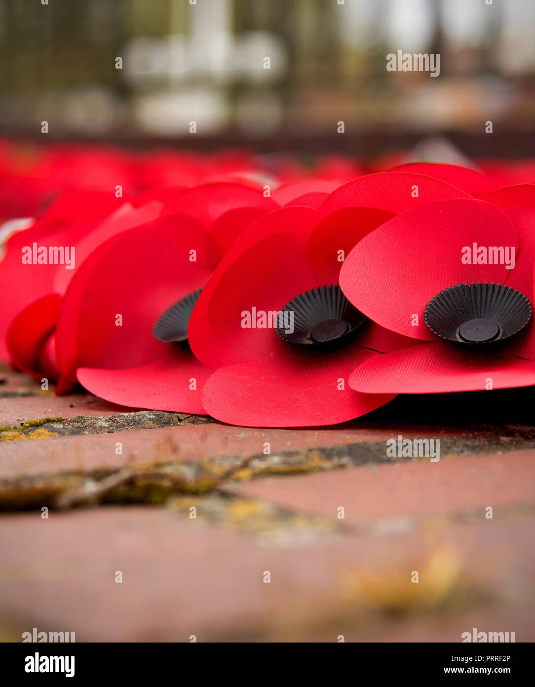 Lest We Forget - Row of paper poppies to remember fallen heroes Stock ...