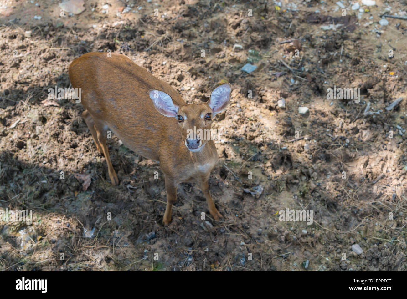 Suspicious stare hi-res stock photography and images - Alamy