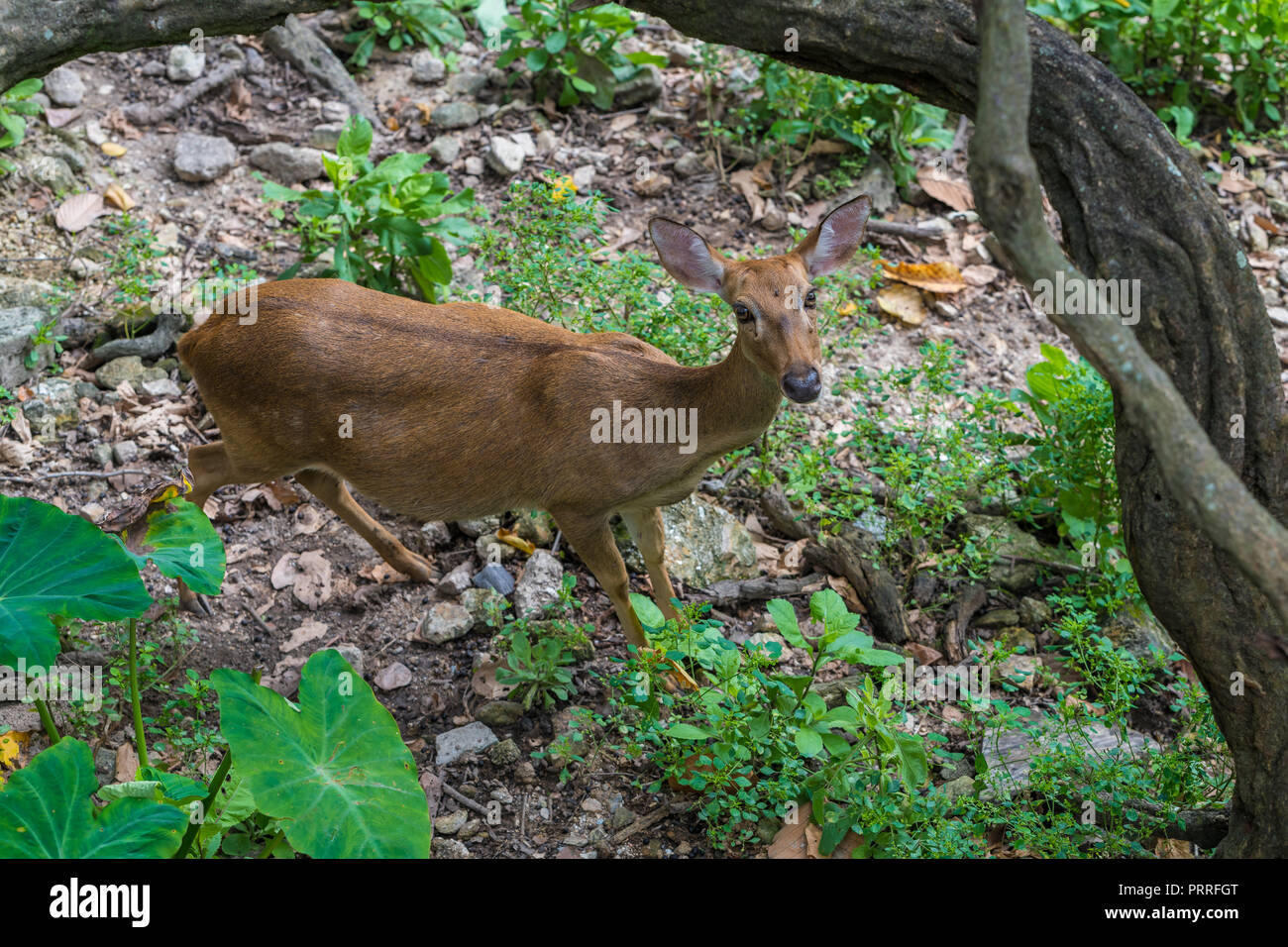 A female brow-antlered deer in suspicious stare Stock Photo - Alamy