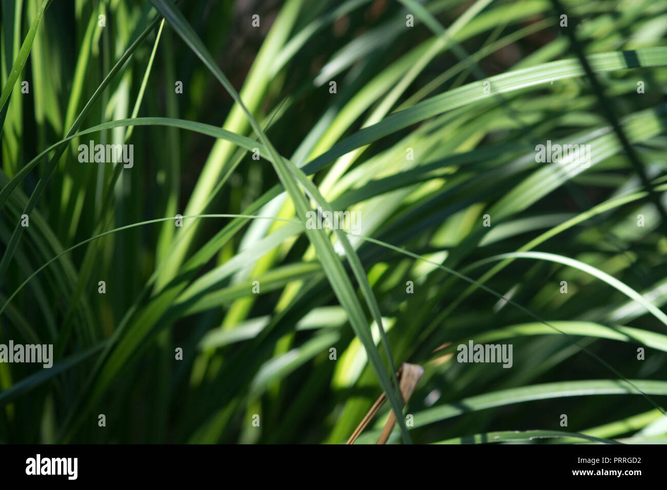 Soft subtle grass background texture no focus blur Stock Photo - Alamy