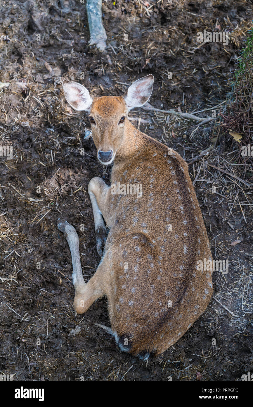 Suspicious stare hi-res stock photography and images - Alamy