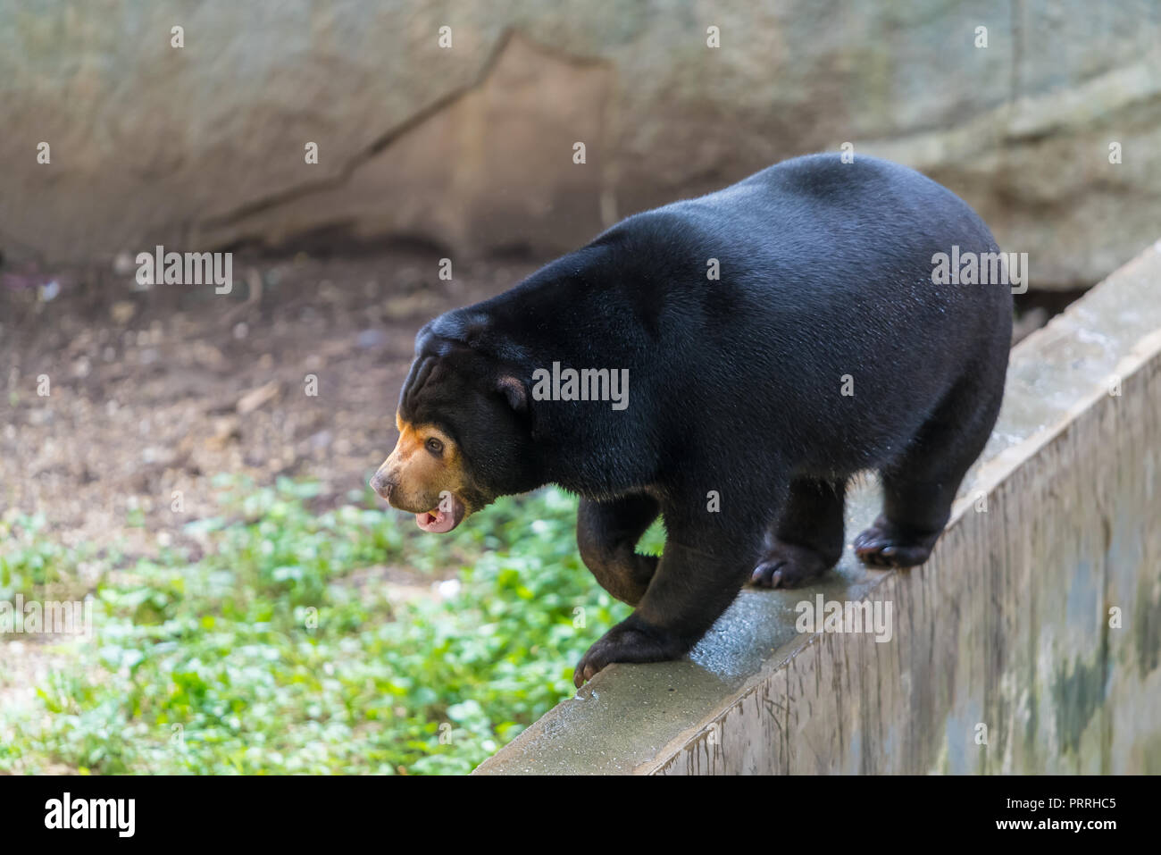 The Malayan Sun Bear walking on the edge of the wall in a zoo Stock ...